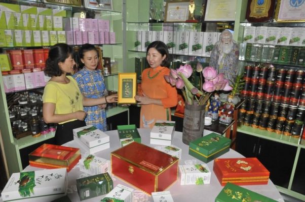 Chè Shan Tuyết Hà Giang | Thức Trà Thượng Hạng Từ Cao Nguyên Đá